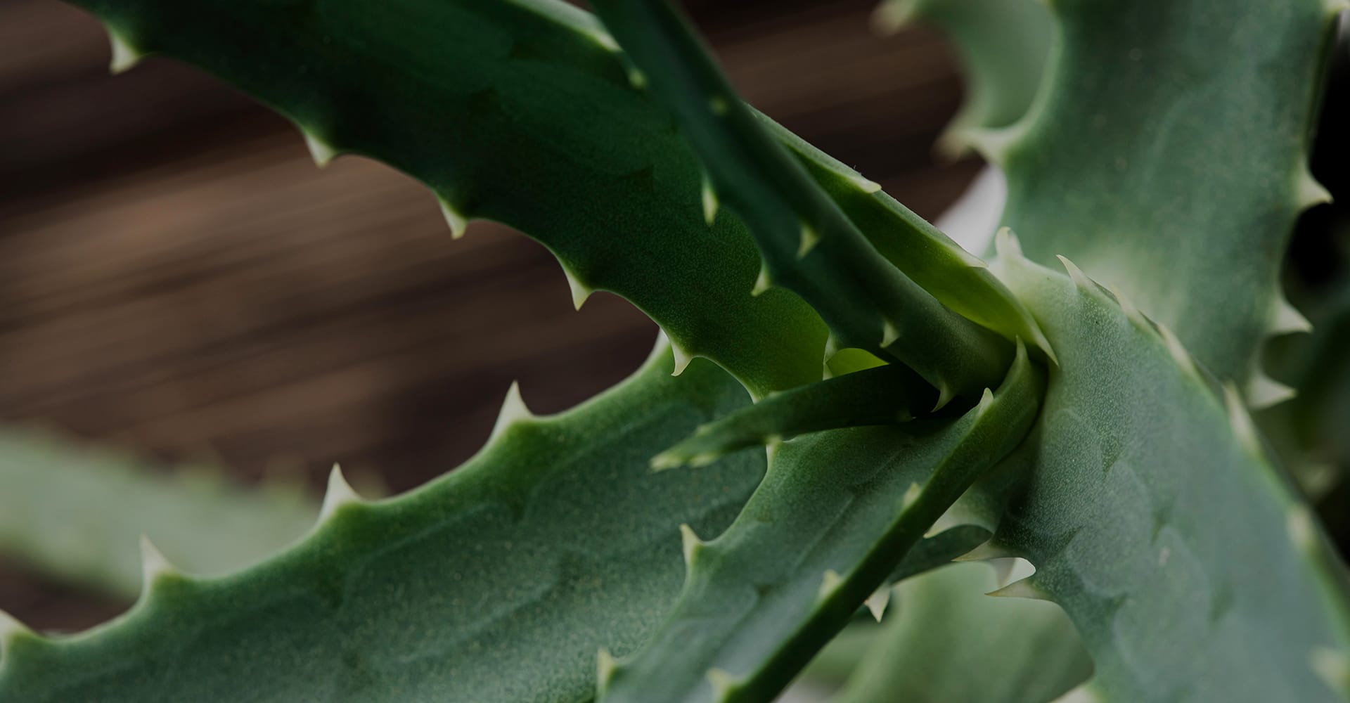 Productos de aloe vera en España | Aloe Livis